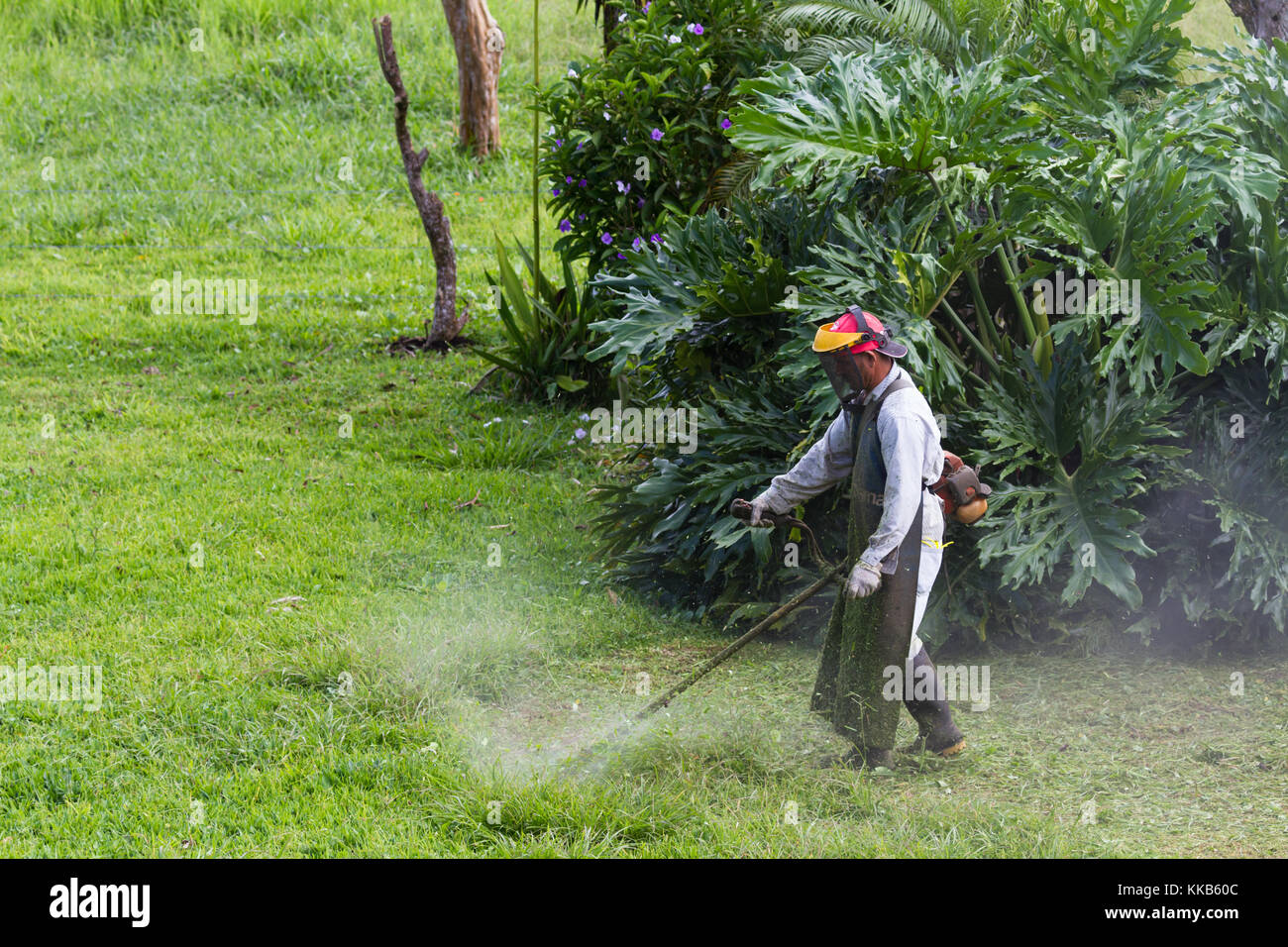 man with a weed whacker mowing the lawn in a large yard in Costa Rica ...