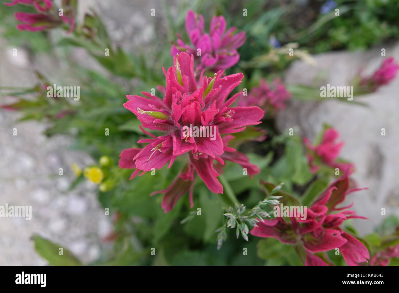 Alpine Paintbrush at Logan Pass, Glacier National Park, Montana Stock ...