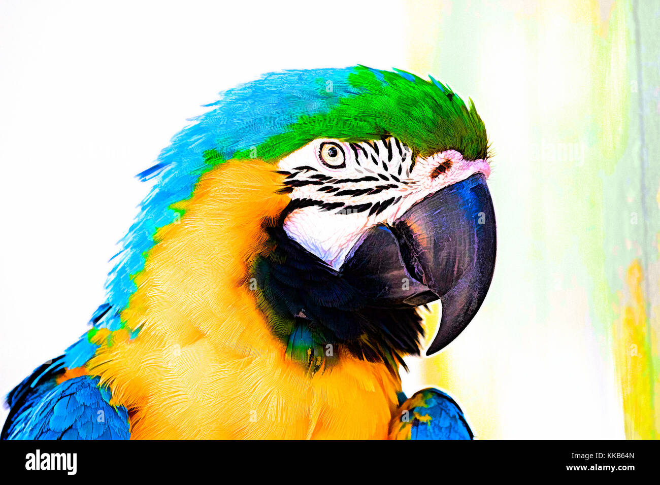 Blue and Gold Macaw - Ara ararauna Captive specimen Stock Photo - Alamy