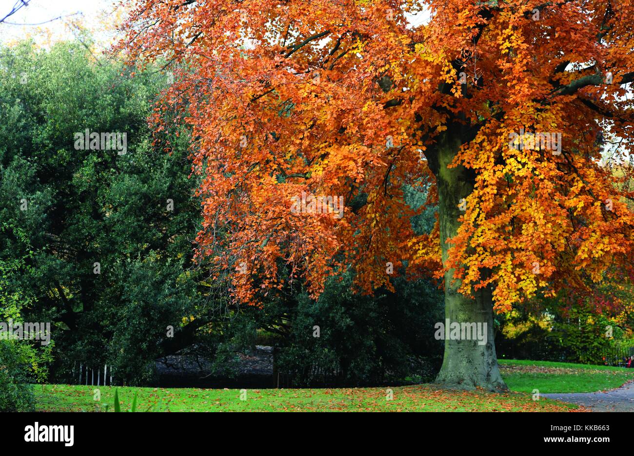 Beautiful yellow green trees in hi-res stock photography and images - Alamy
