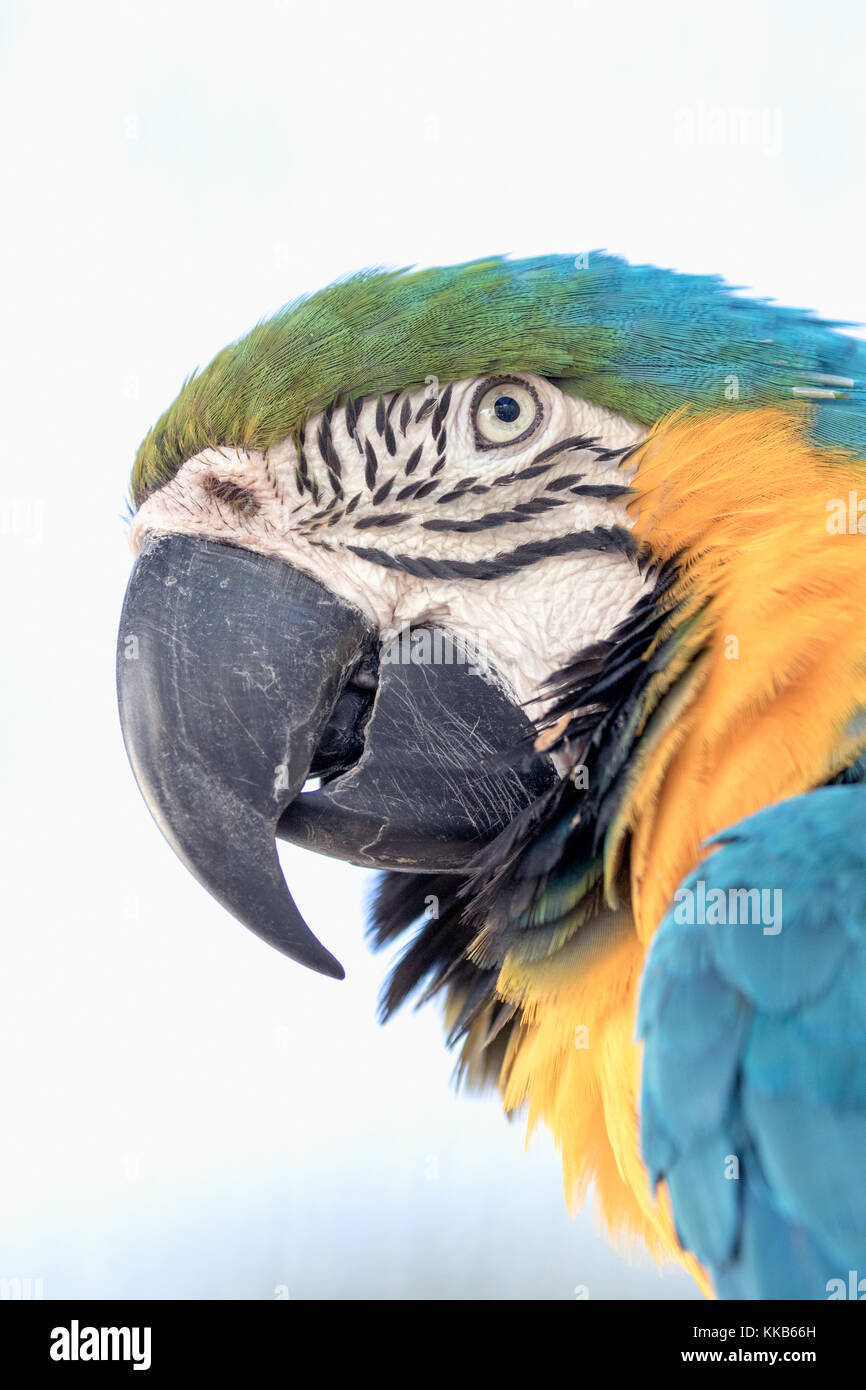 Blue and Gold Macaw - Ara ararauna Captive specimen Stock Photo - Alamy