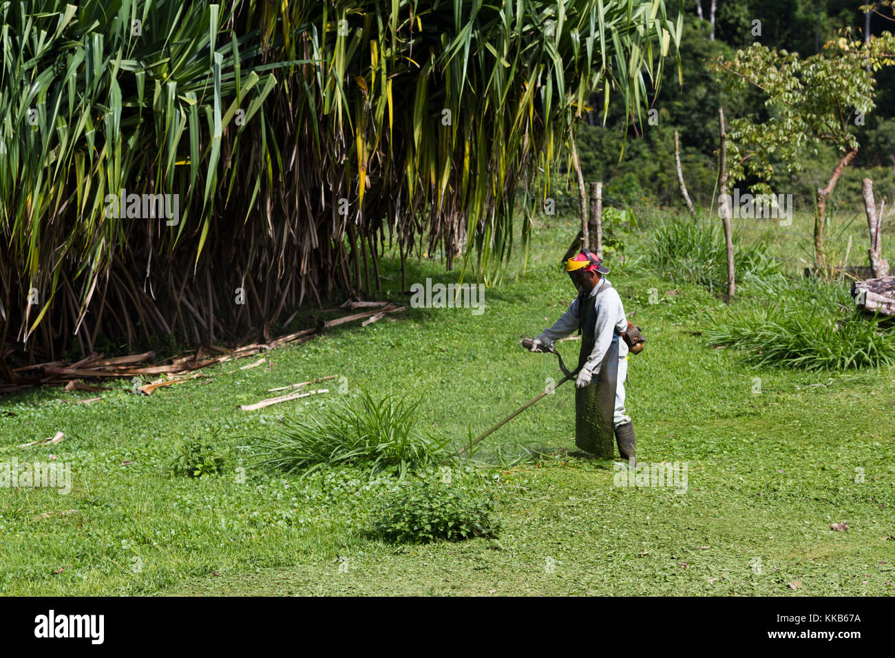 man with a weed whacker mowing the lawn in a large yard in Costa Rica ...