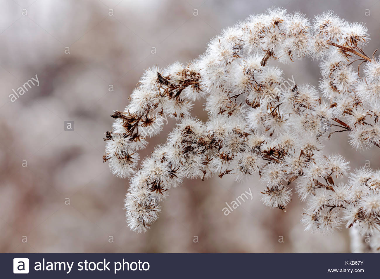 Dispersal Of Seeds By Wind High Resolution Stock Photography and Images ...