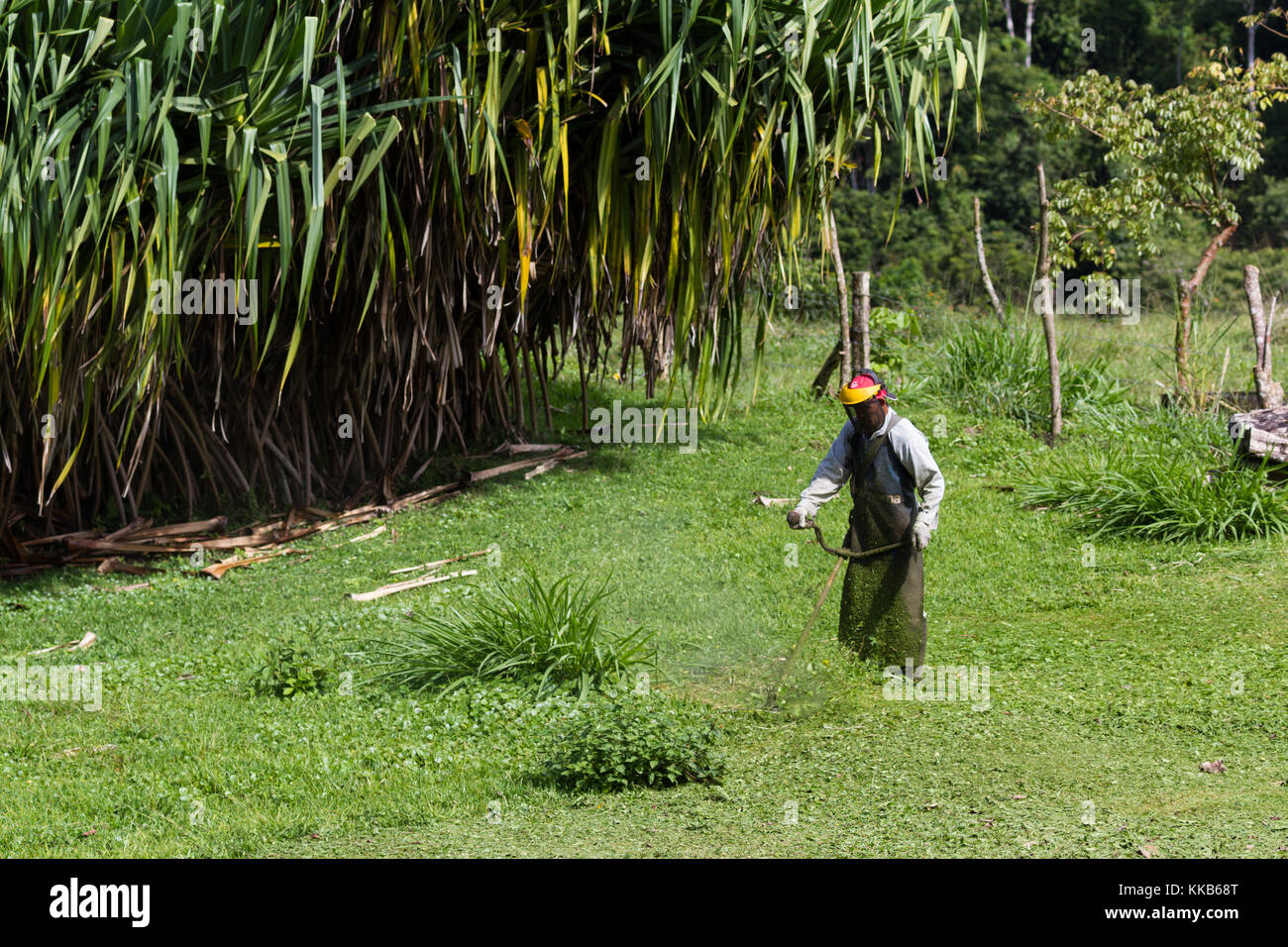 man with a weed whacker mowing the lawn in a large yard in Costa Rica ...