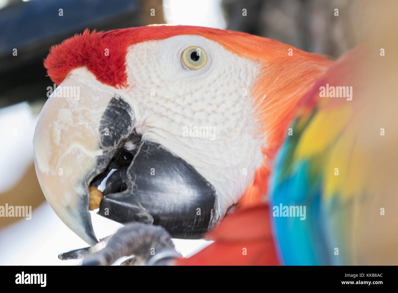 Scarlet macaw nest hi-res stock photography and images - Alamy