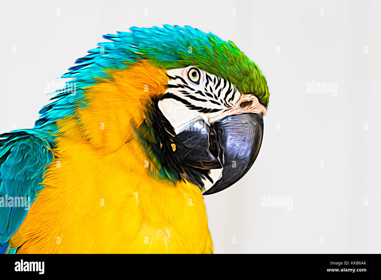 Blue and Gold Macaw - Ara ararauna Captive specimen Stock Photo - Alamy