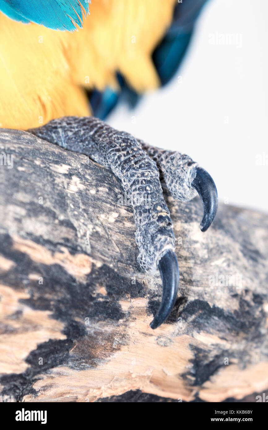 Blue and Gold Macaw - Ara ararauna Closeup of foot. Captive specimen ...