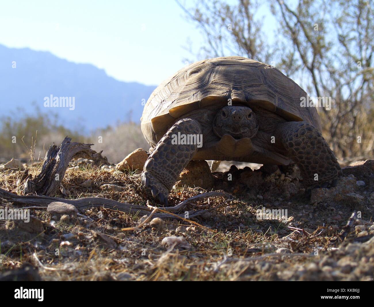 Mojave Desert Tortoise High Resolution Stock Photography and Images - Alamy