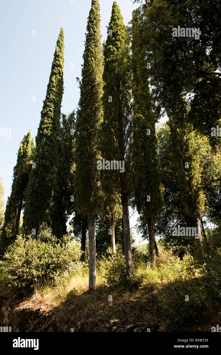 Cypress trees, Siena Italy Stock Photo - Alamy