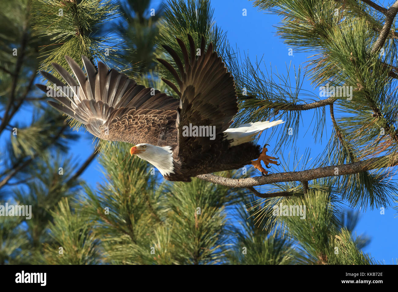 An American bald eagle flies off from a tree in search of food near ...