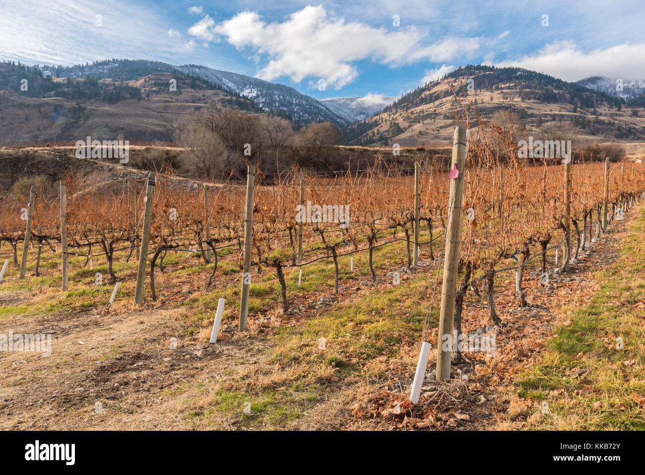 Rows of dormant grapevines in vineyard with snow covered mountains in ...