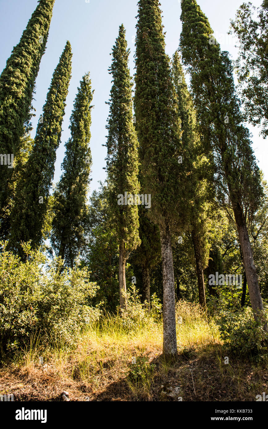 Tuscany countryside cypress trees hi-res stock photography and images ...