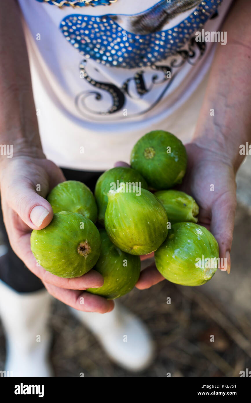 Woman holding bunch of freshly harvested figs Stock Photo - Alamy