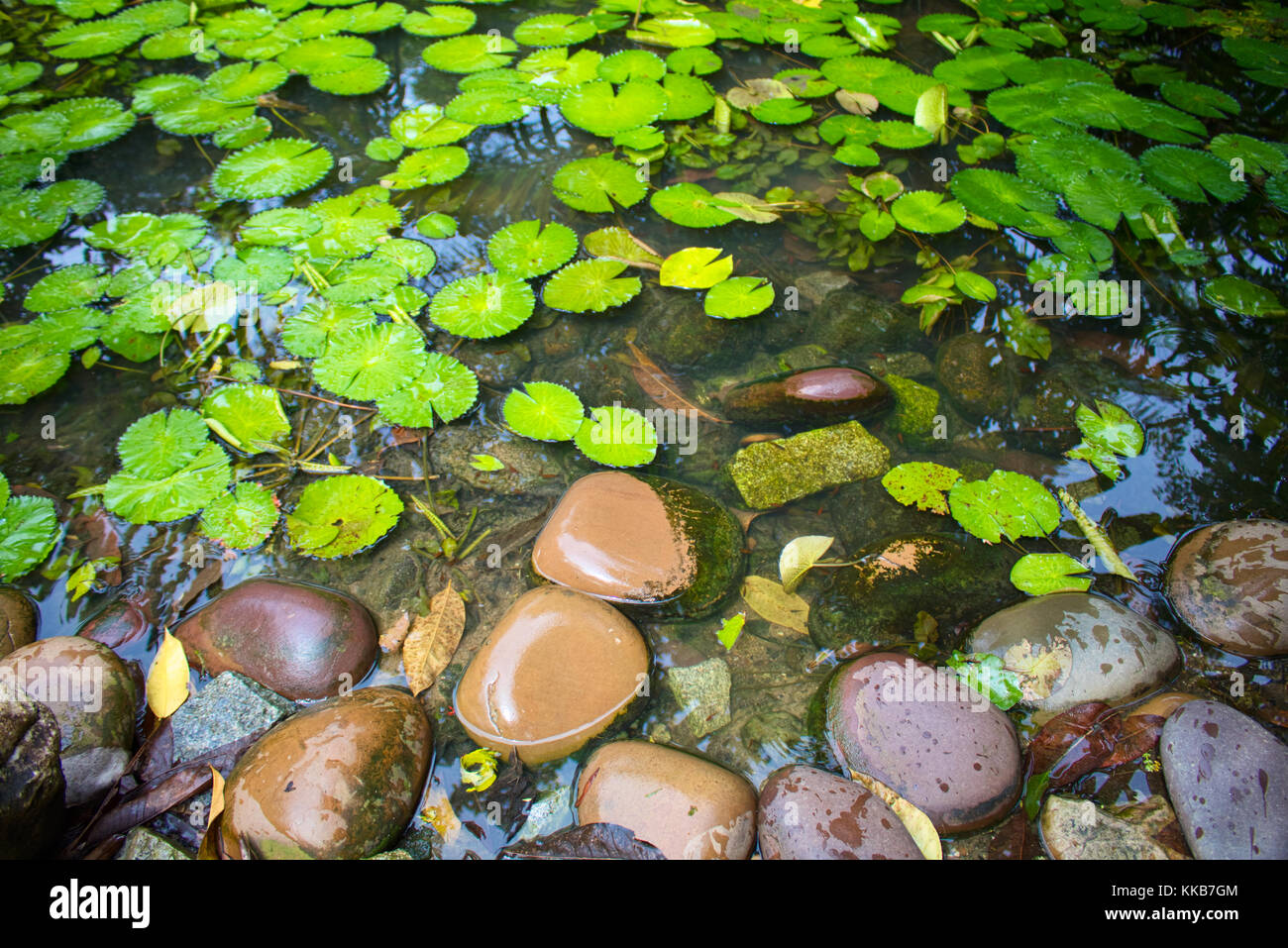A small pond with huge smooth pebbles Stock Photo - Alamy