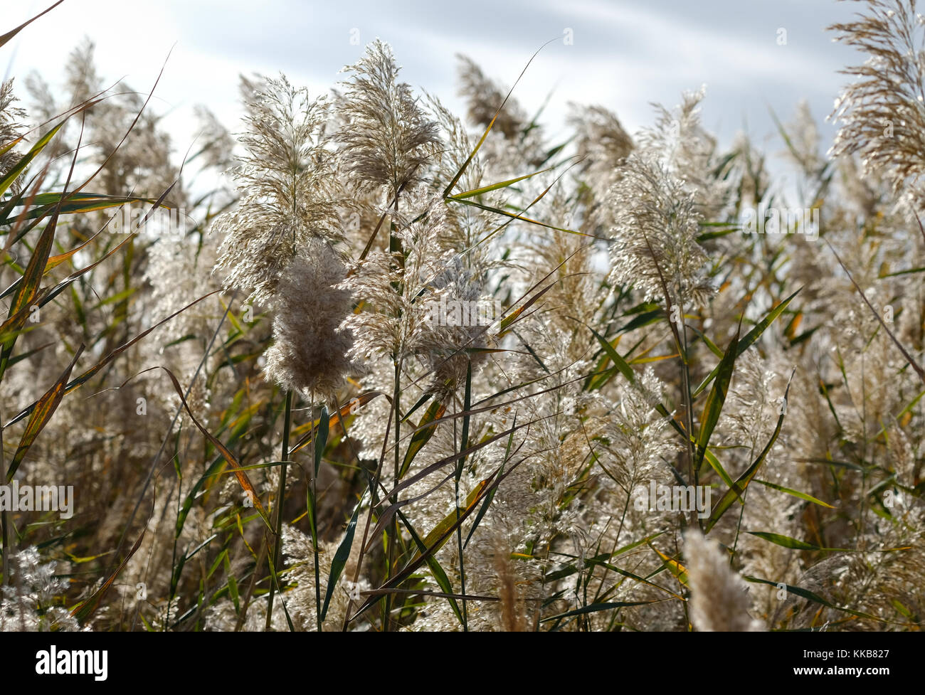 Fluffy grey grass in the field Stock Photo - Alamy