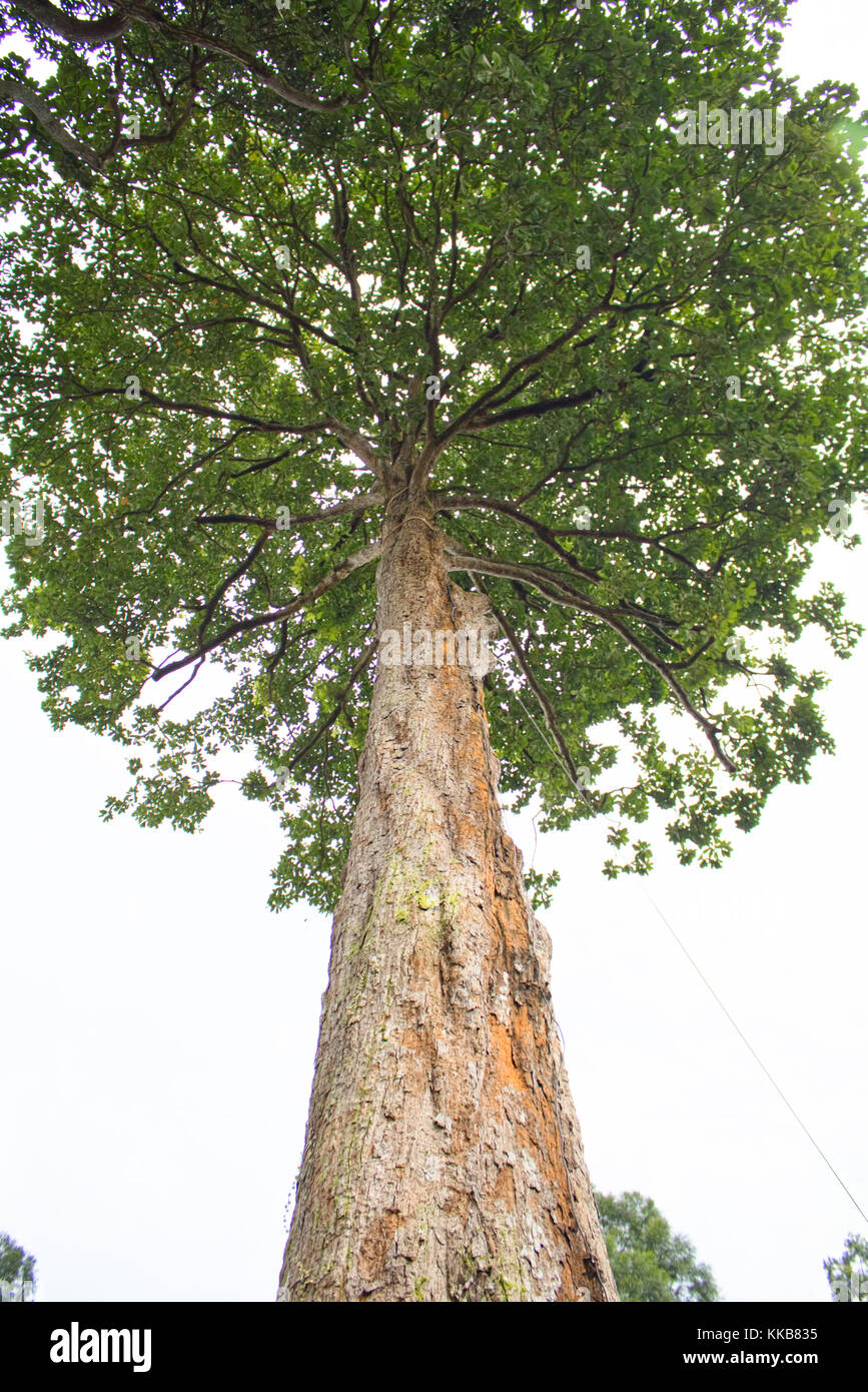 A huge, tall tree with big crown Stock Photo - Alamy