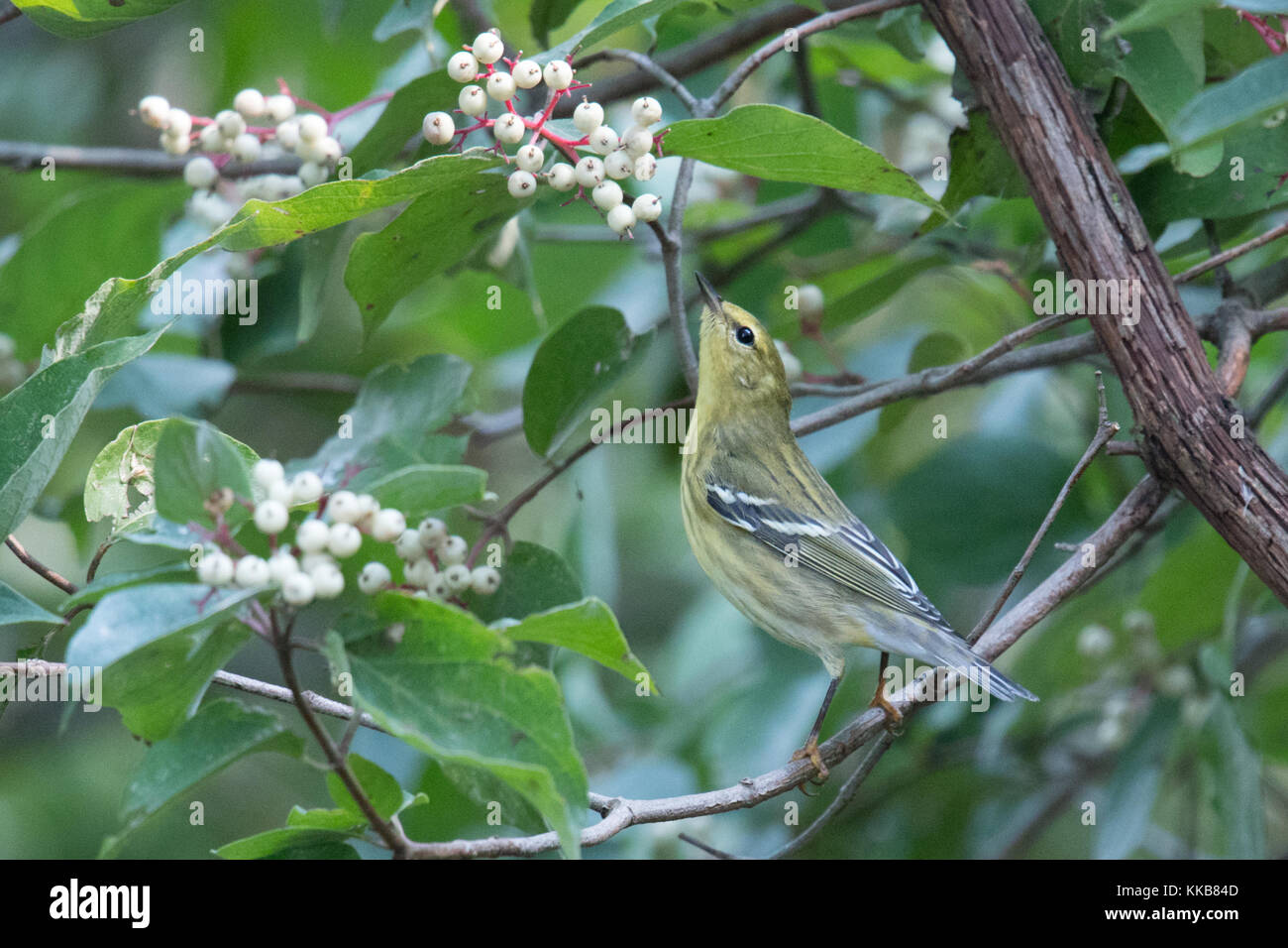 Female Blackpoll High Resolution Stock Photography and Images - Alamy