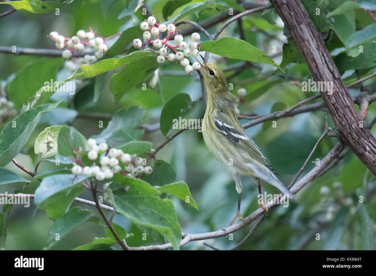 Female Blackpoll High Resolution Stock Photography and Images - Alamy