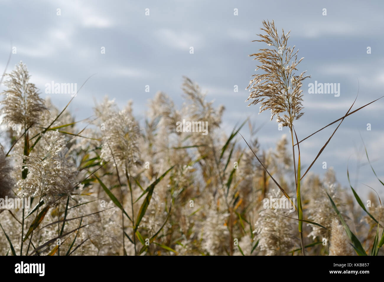 Fluffy grey grass in the field Stock Photo - Alamy