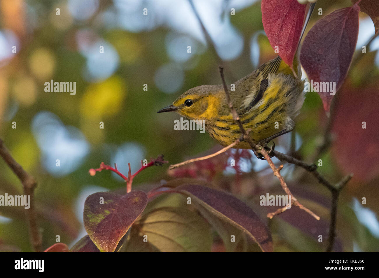 Cape May Warbler High Resolution Stock Photography and Images - Alamy