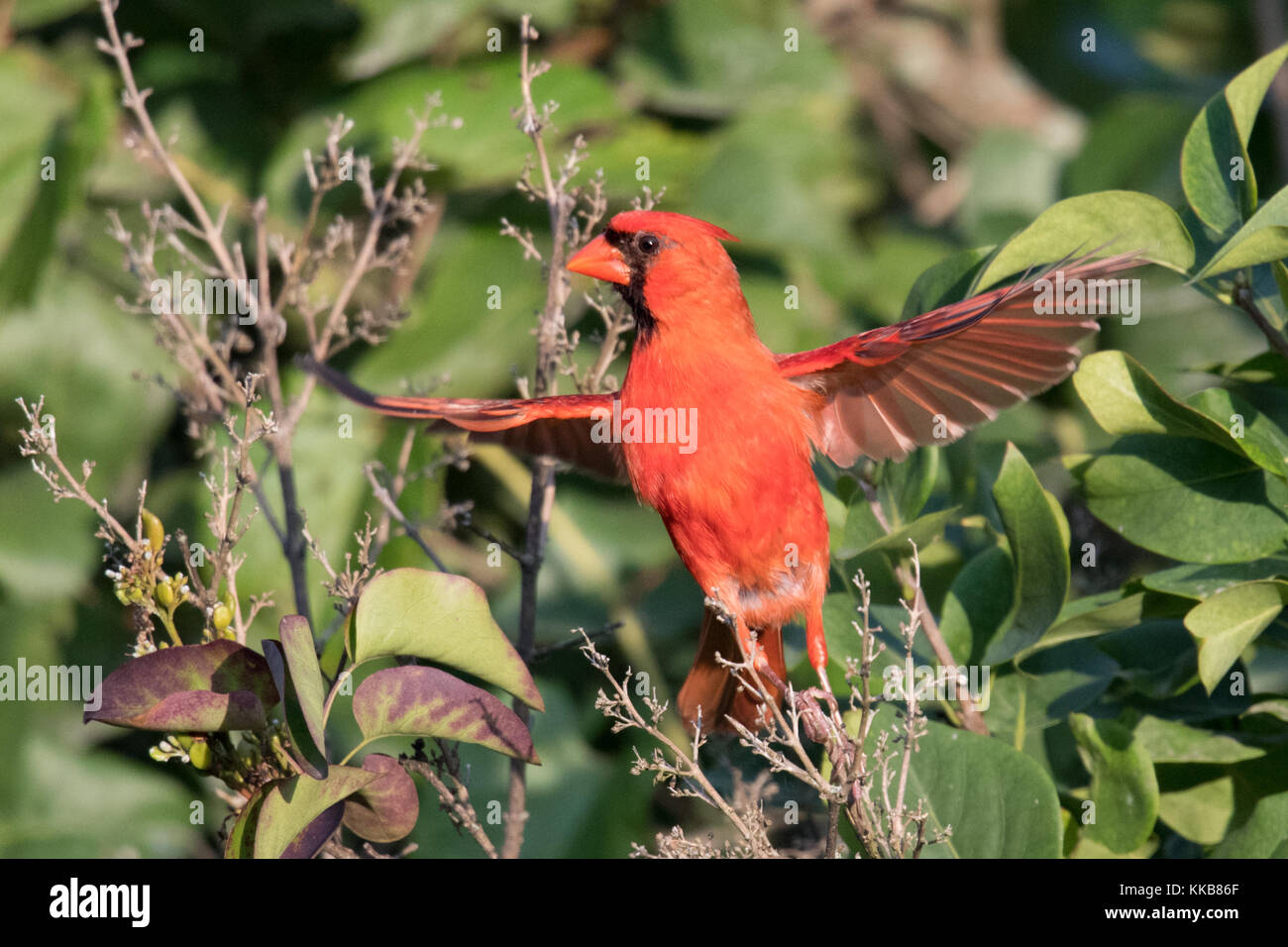 Northern Cardinal spreads wings and takes flight from plant Stock Photo ...