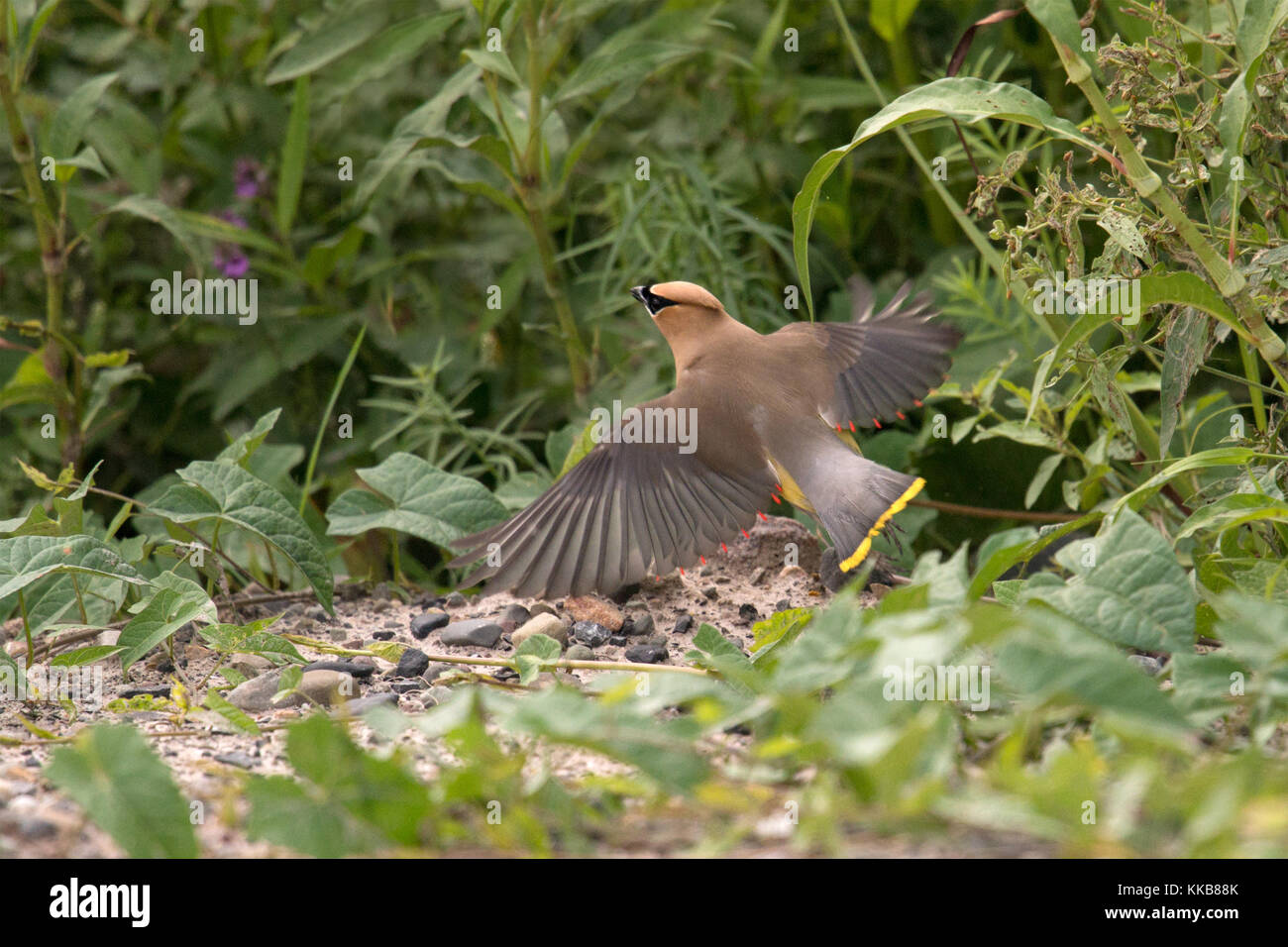 Cedar Waxwing in flight among greenery • Montezuma NWR, NY • 2017 Stock ...