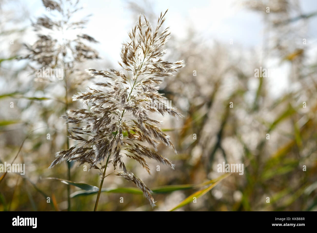 Fluffy grey grass in the field Stock Photo - Alamy