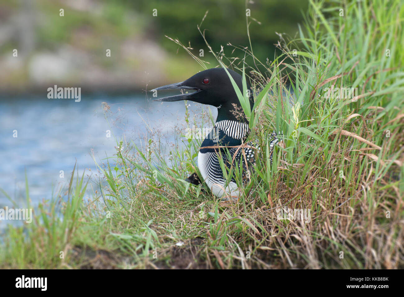 Nesting Common Loon calls as chick peeks out from weeds Stock Photo - Alamy