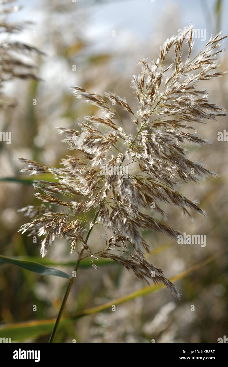 Fluffy grey grass in the field Stock Photo - Alamy