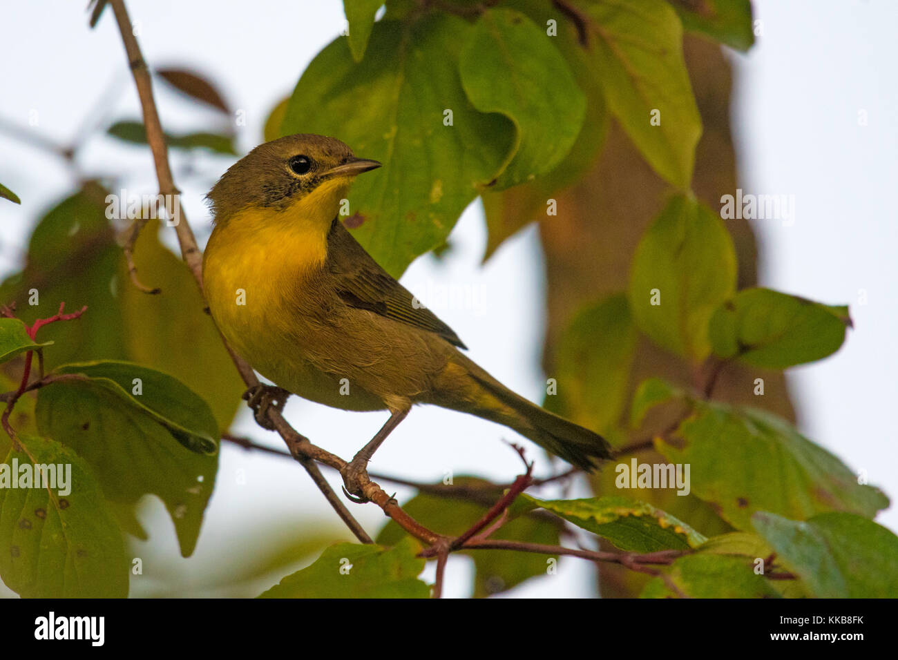 Common Yellowthroat in fall plumage with fall colors Stock Photo - Alamy