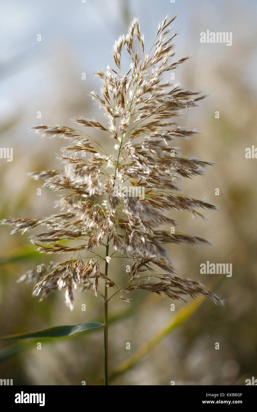 Fluffy grey grass in the field Stock Photo - Alamy