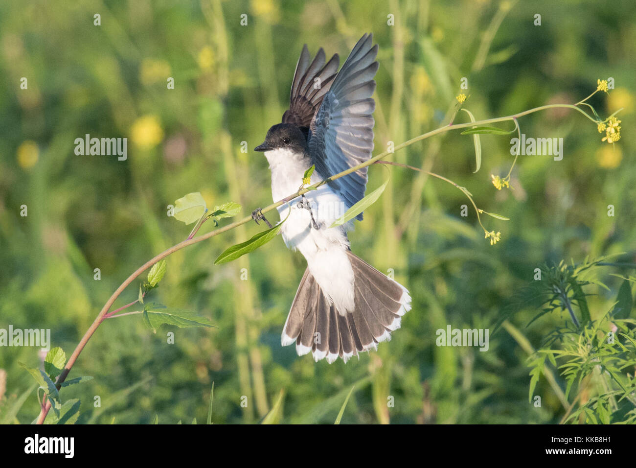 Eastern Kingbird displays raised wings and tailfeathers from wildflower ...