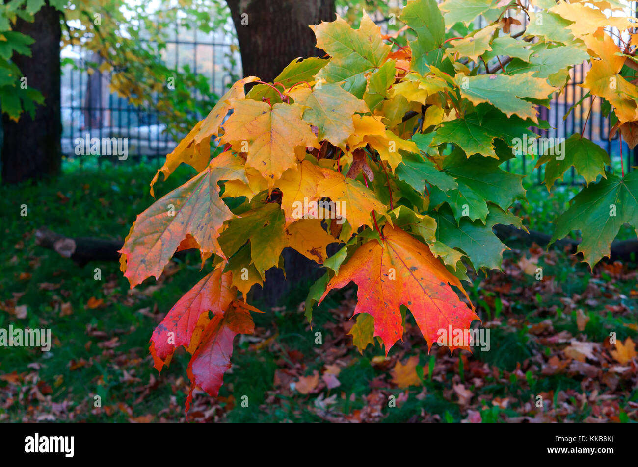 red yellow autumn leaves of maple tree Stock Photo - Alamy