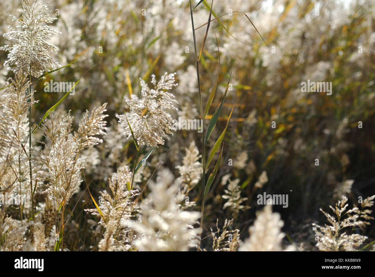 Fluffy grey grass in the field Stock Photo - Alamy