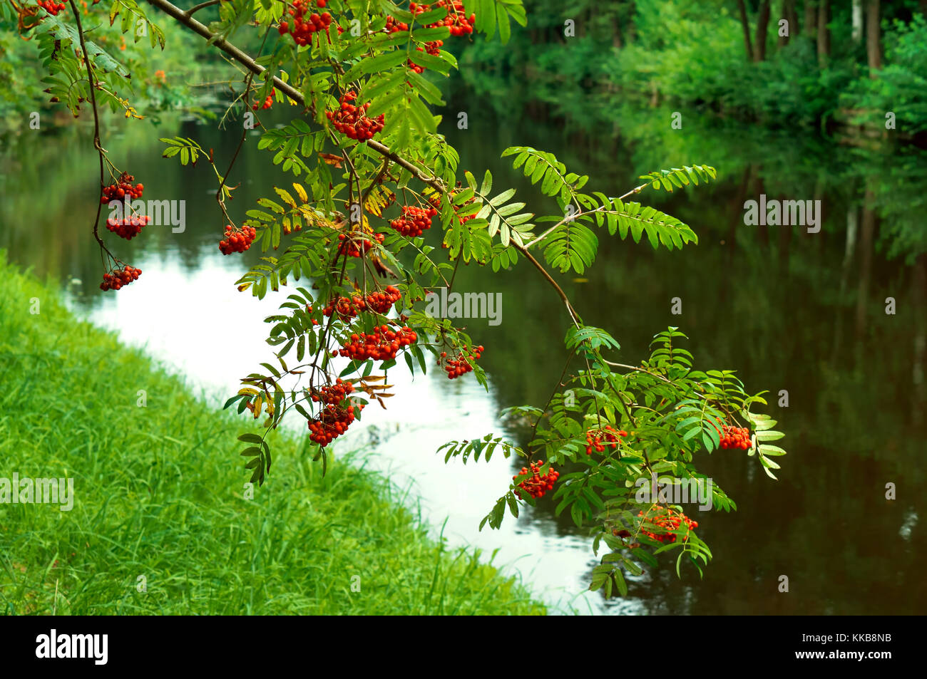 Rowan tree in small garden hi-res stock photography and images - Alamy