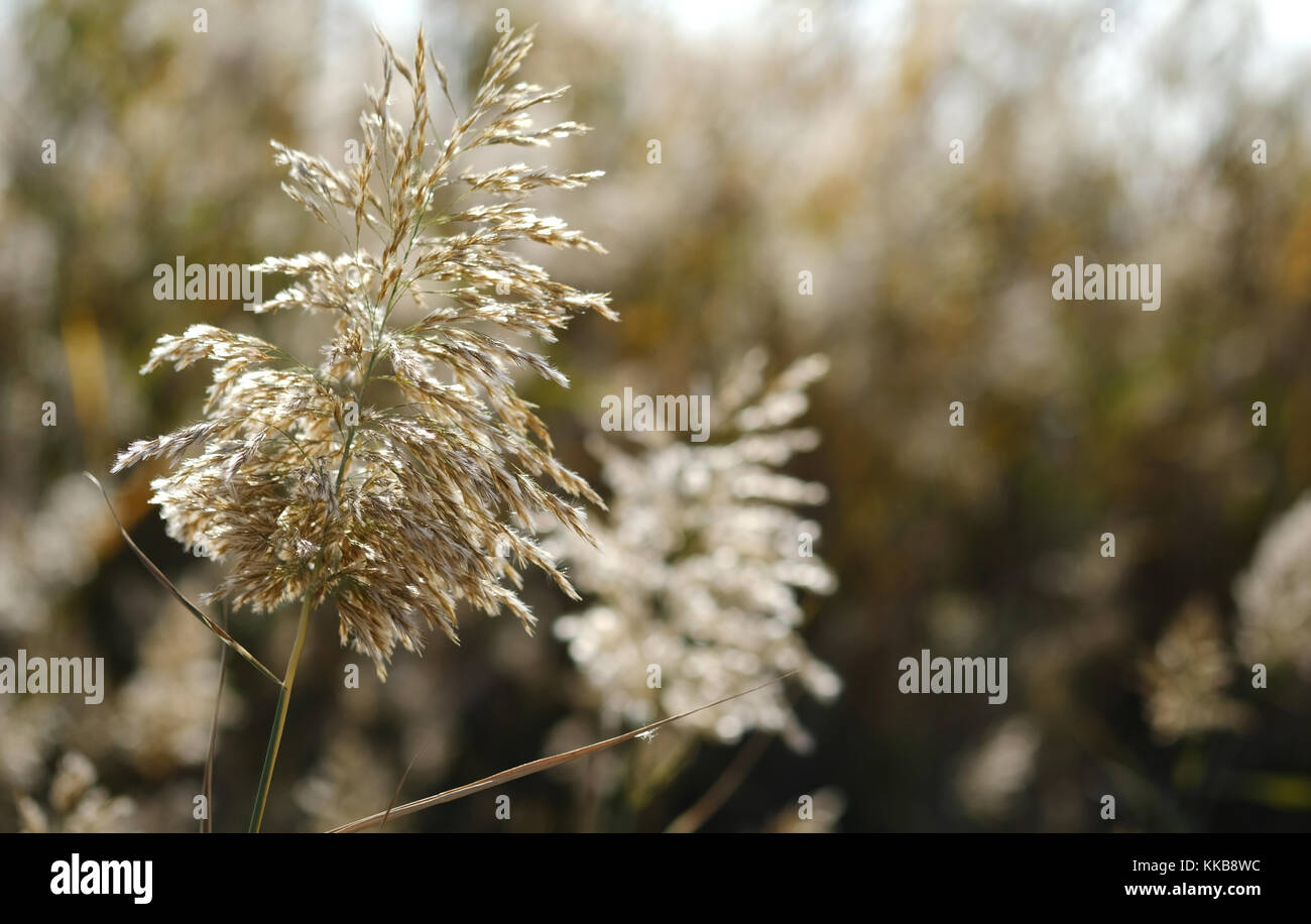 Fluffy grey grass in the field Stock Photo - Alamy