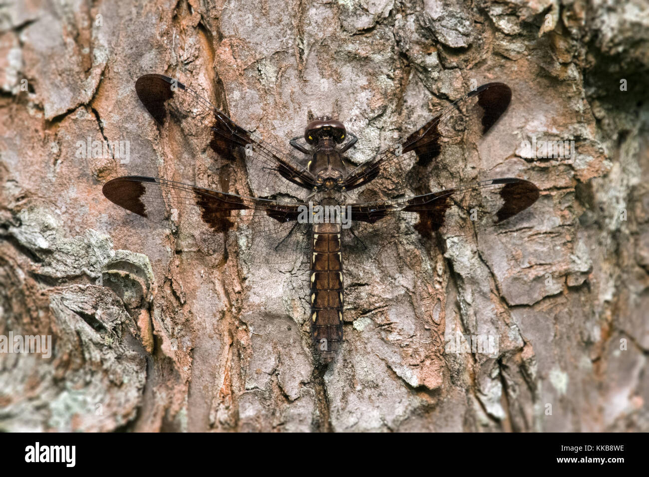 Twelve spotted skimmer hi-res stock photography and images - Alamy