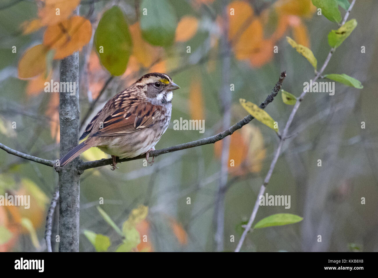White-throated Sparrow perched on branch with fall foliage Stock Photo ...