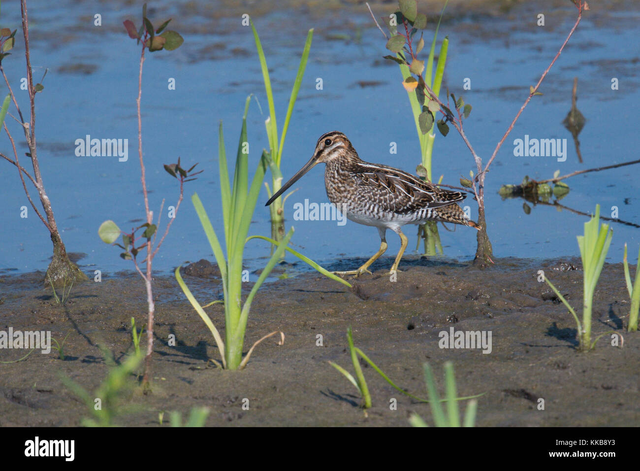 Wilson's Snipe poses by water's edge in marsh at Montezuma NWR Stock ...