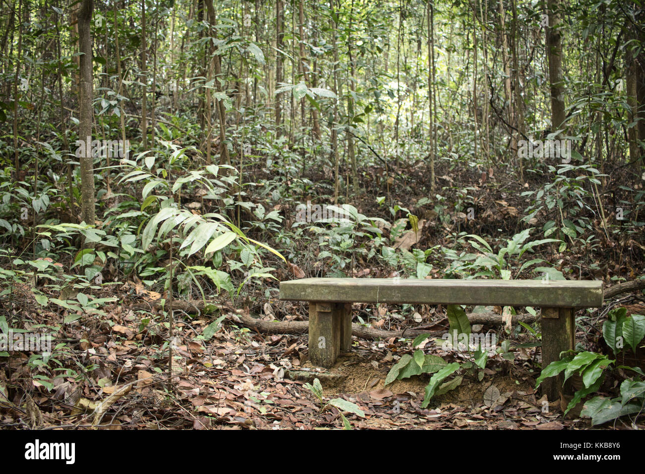 A single bench in the middle of the forest Stock Photo - Alamy