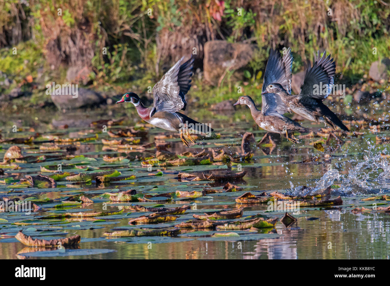 Juvenile wood duck hi-res stock photography and images - Alamy