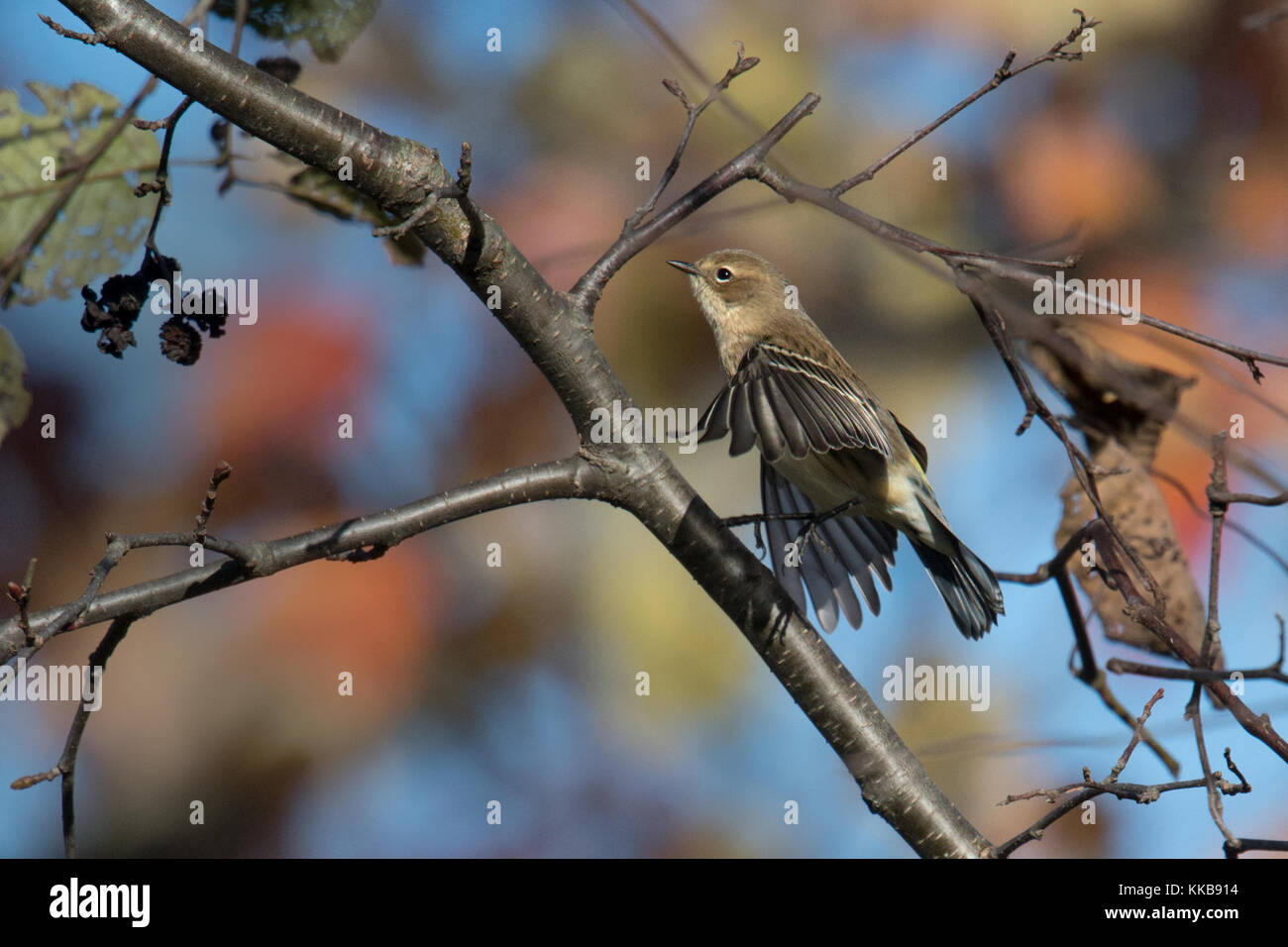 Yellow warbler in flight hi-res stock photography and images - Alamy