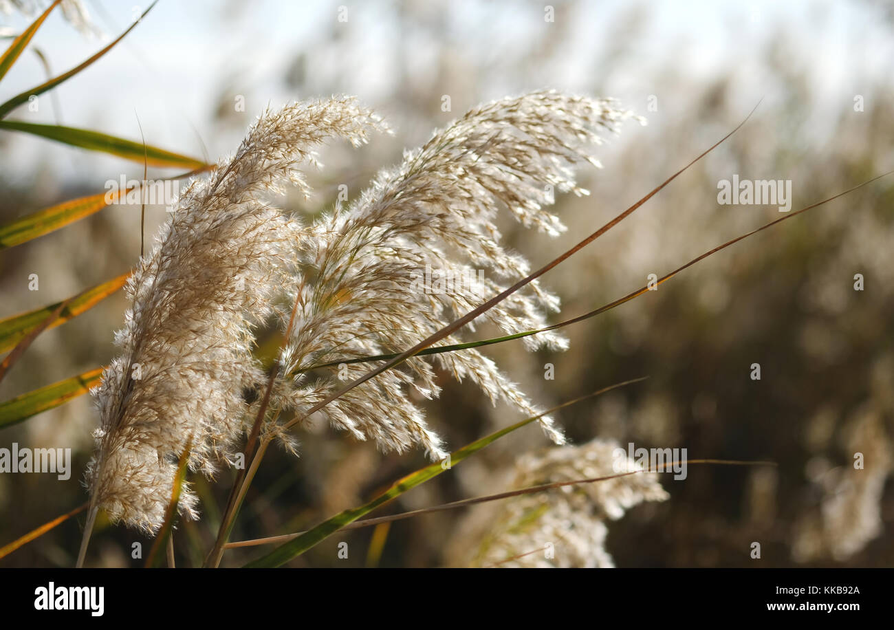 Fluffy grey grass in the field Stock Photo - Alamy