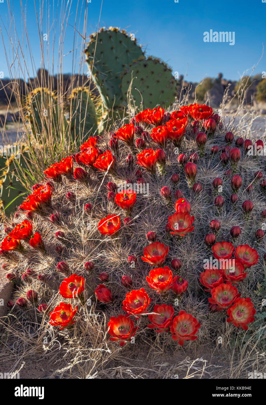 Claret cup cactus, Echinocereus triglochidiatus, City of Rocks State ...