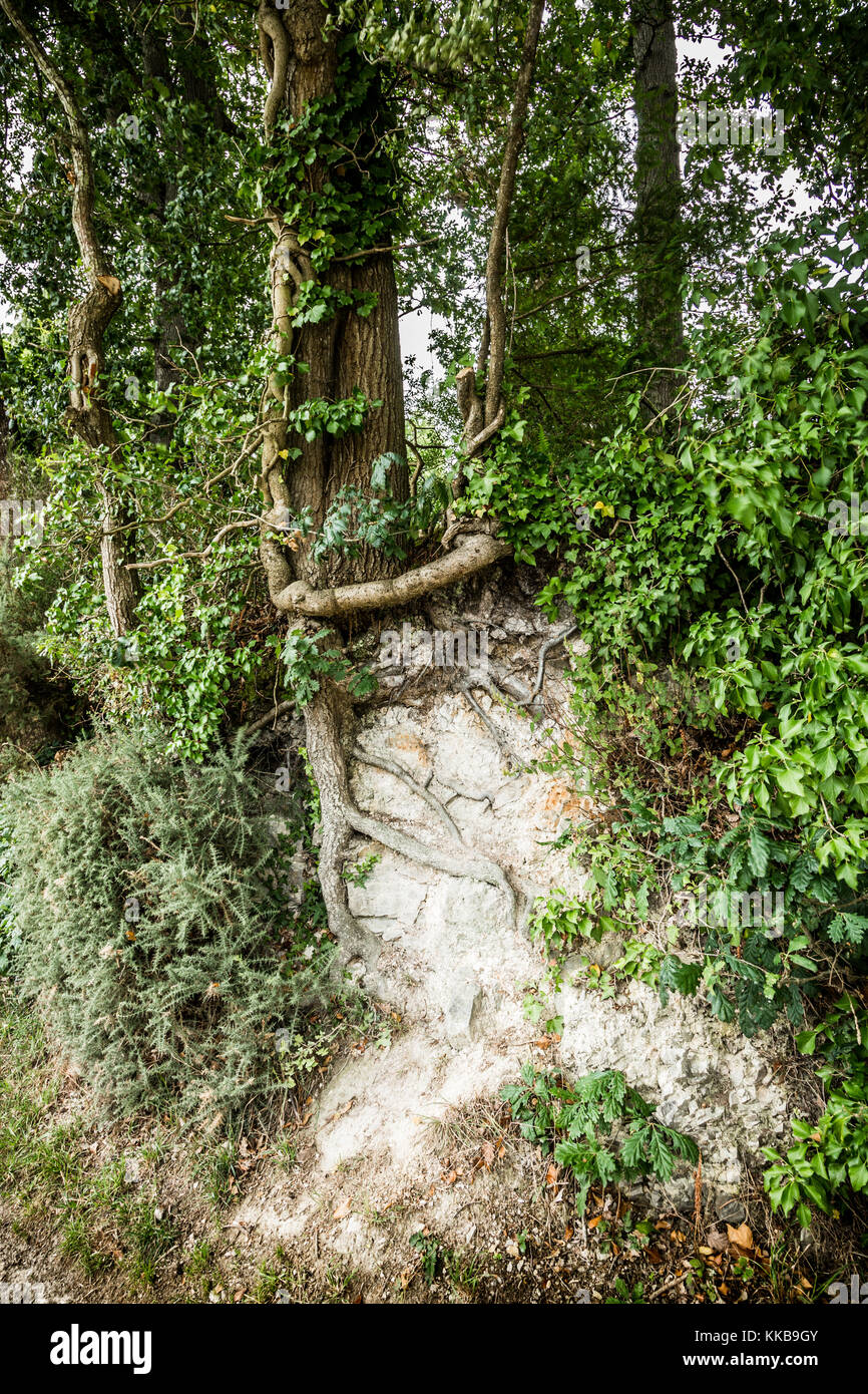 Trees and tree roots Stock Photo - Alamy