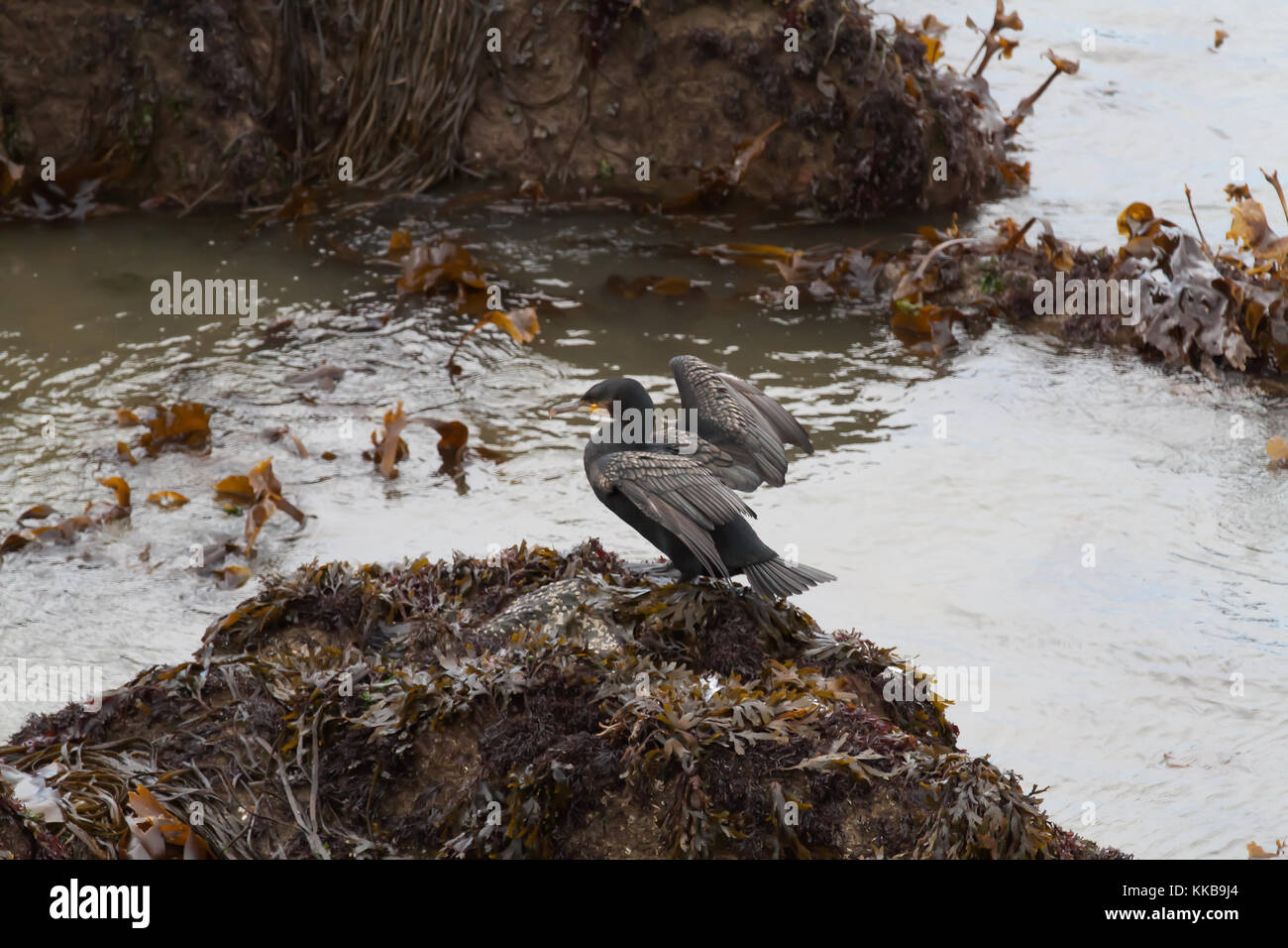 Cormorant fishing in Cornwall Stock Photo - Alamy
