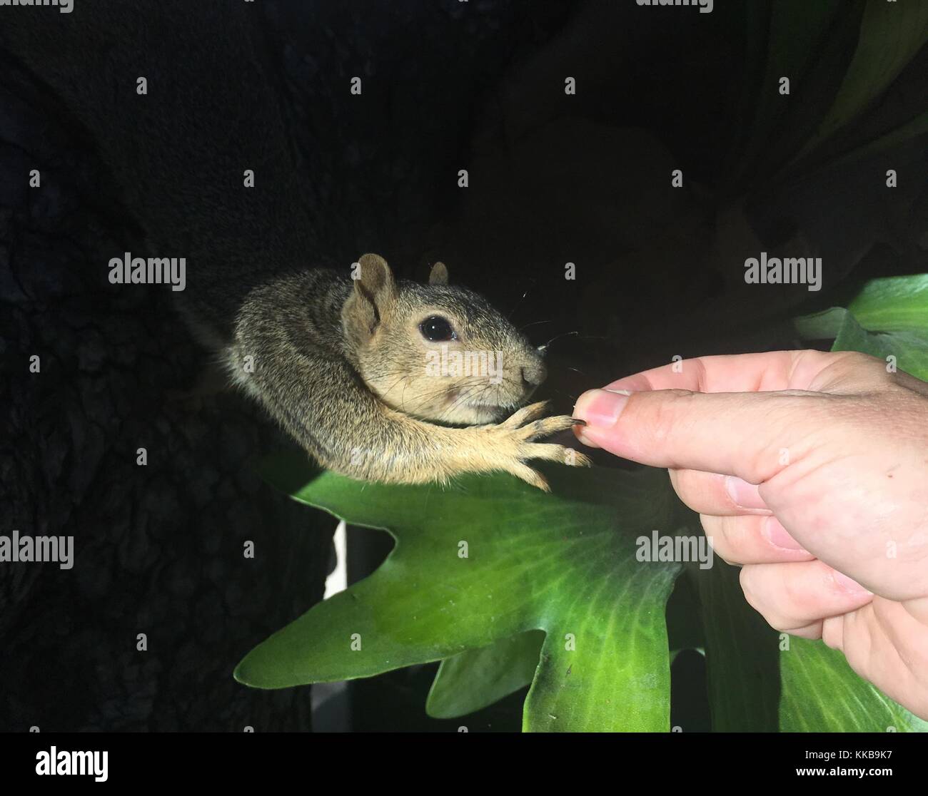 Squirrels claws hi-res stock photography and images - Alamy
