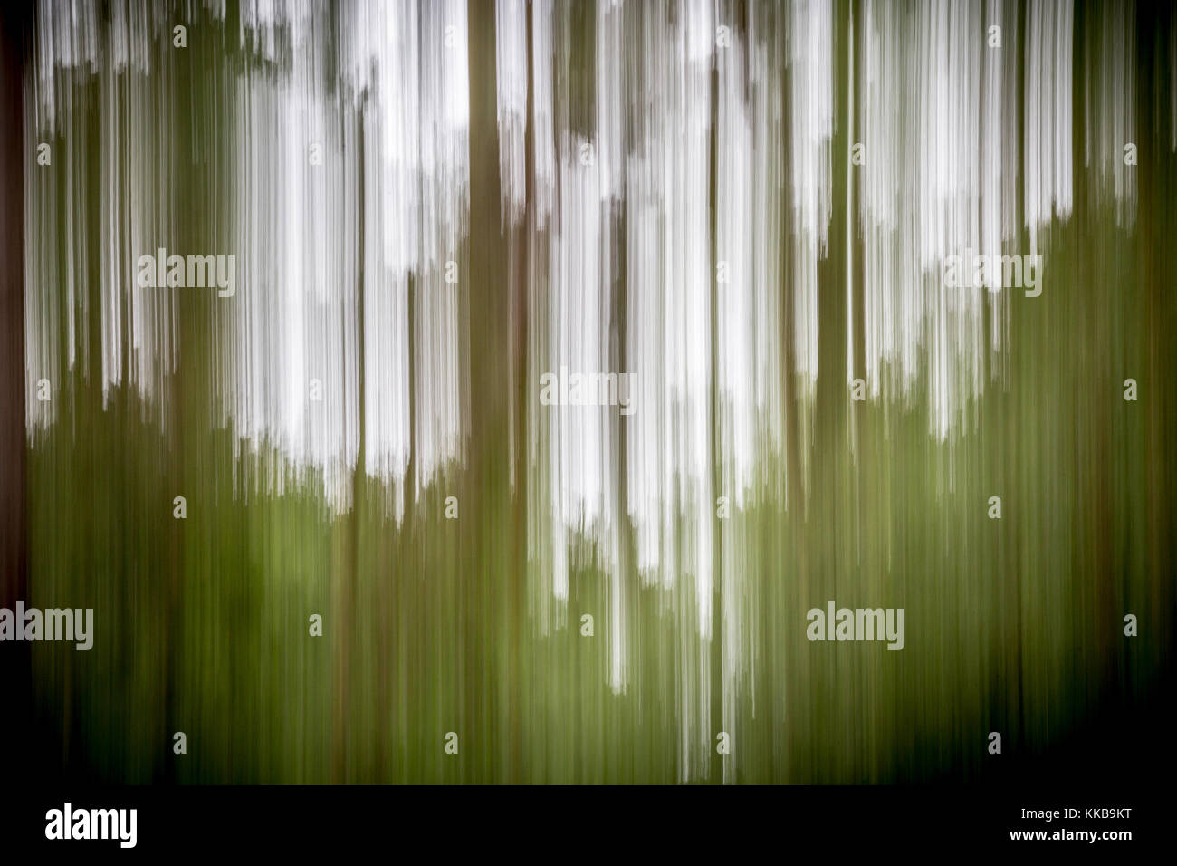 trees photographed with vertical movement Stock Photo - Alamy