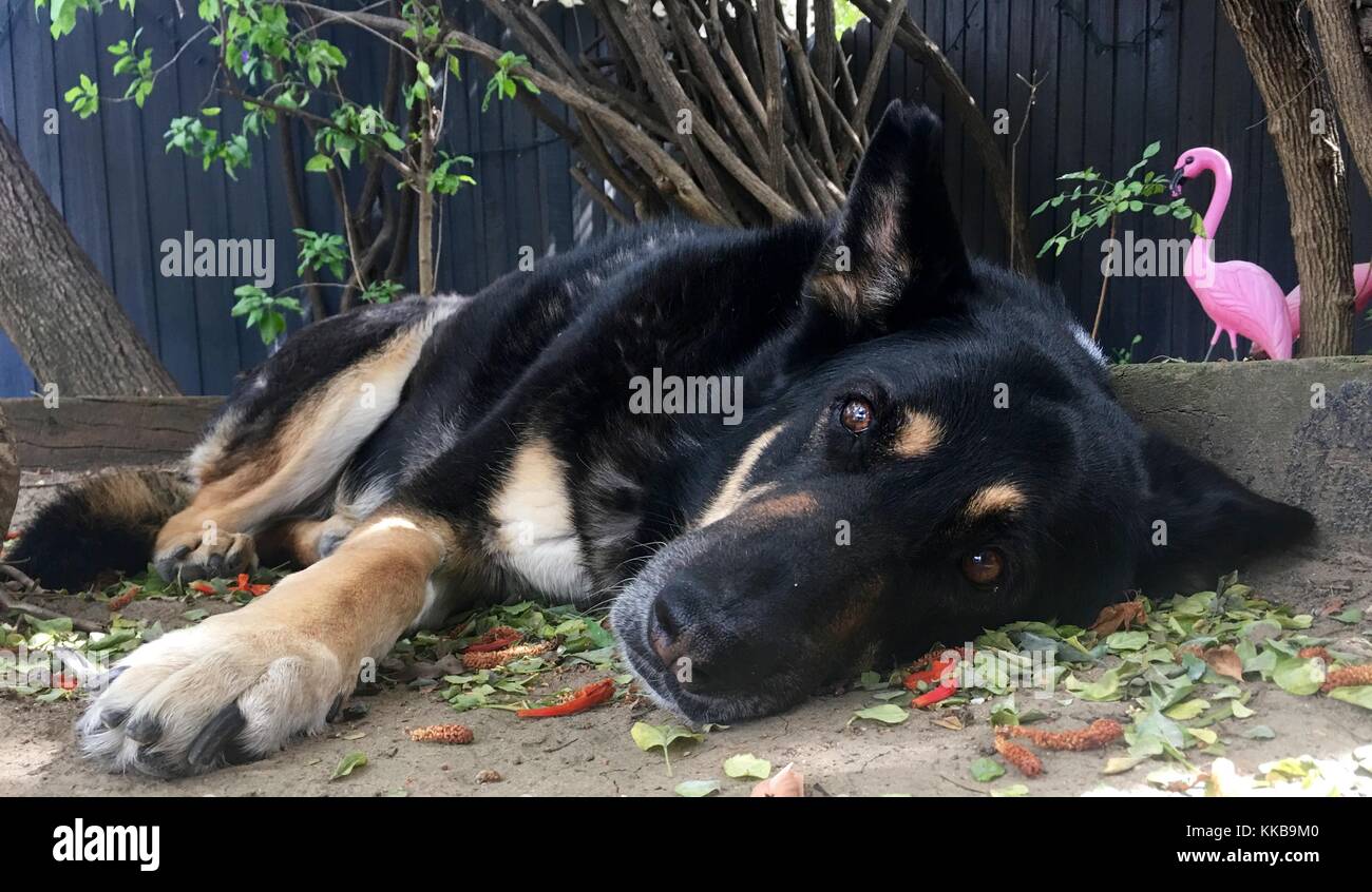 German flamingo hi-res stock photography and images - Alamy