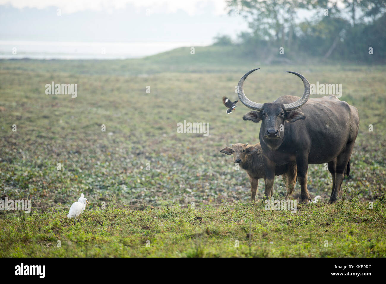 Indian Wild Buffalo Stock Photo - Alamy